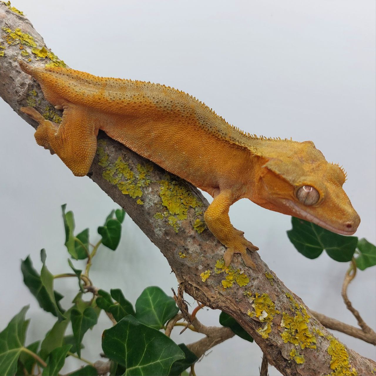 Gecko Crestado - Correlophus ciliatus - Reptilur