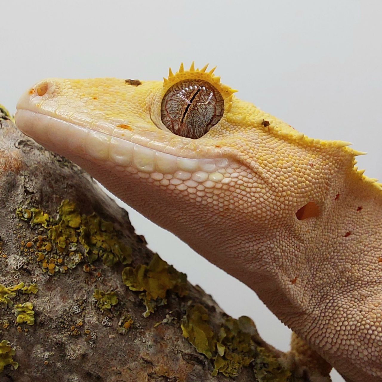 Gecko Crestado - Correlophus ciliatus - Reptilur