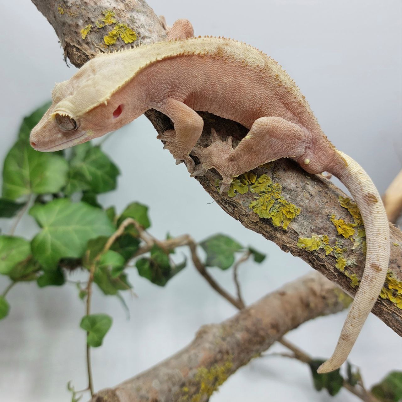 Gecko Crestado - Correlophus ciliatus - Reptilur