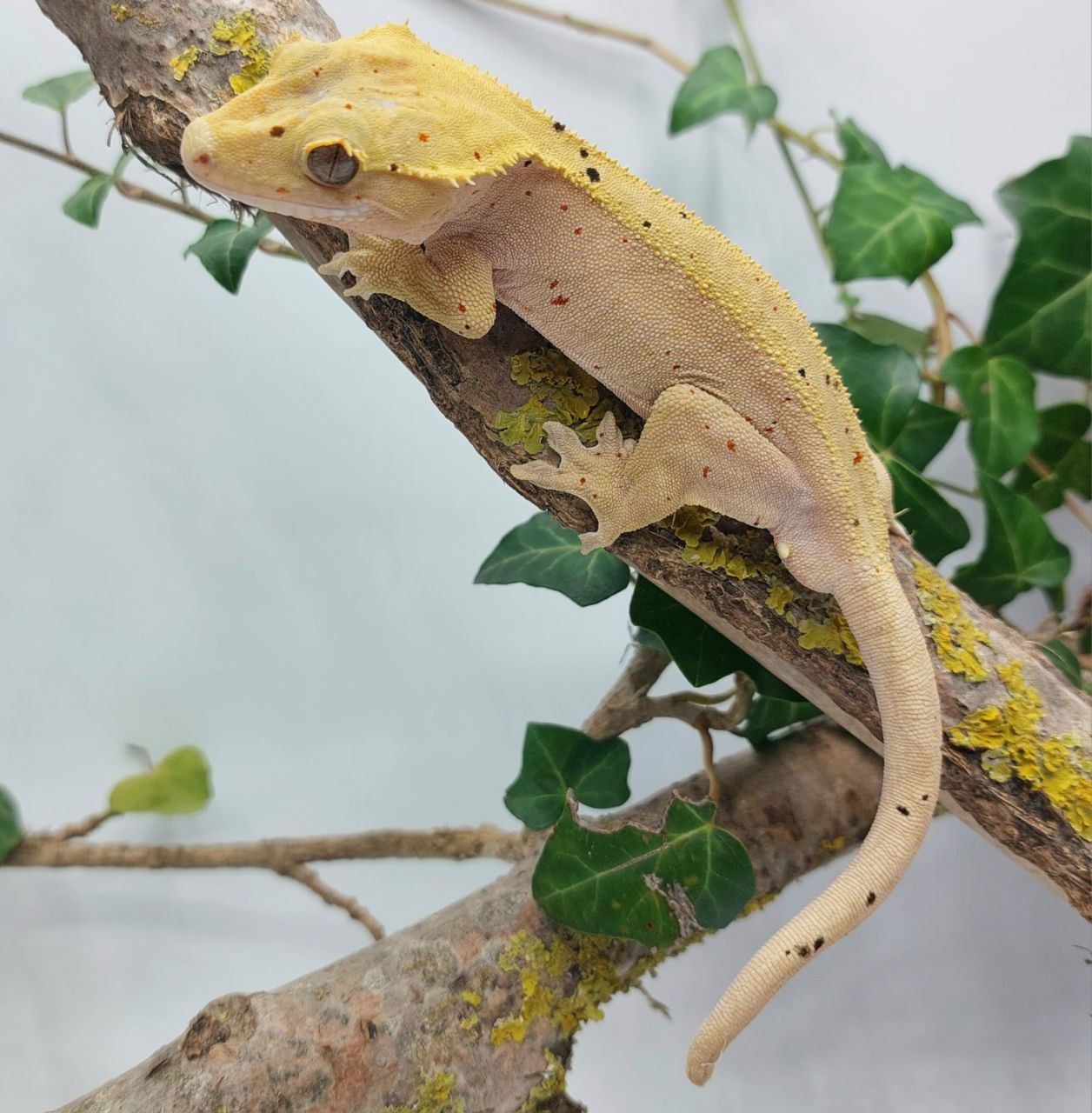 Gecko Crestado - Correlophus ciliatus - Reptilur