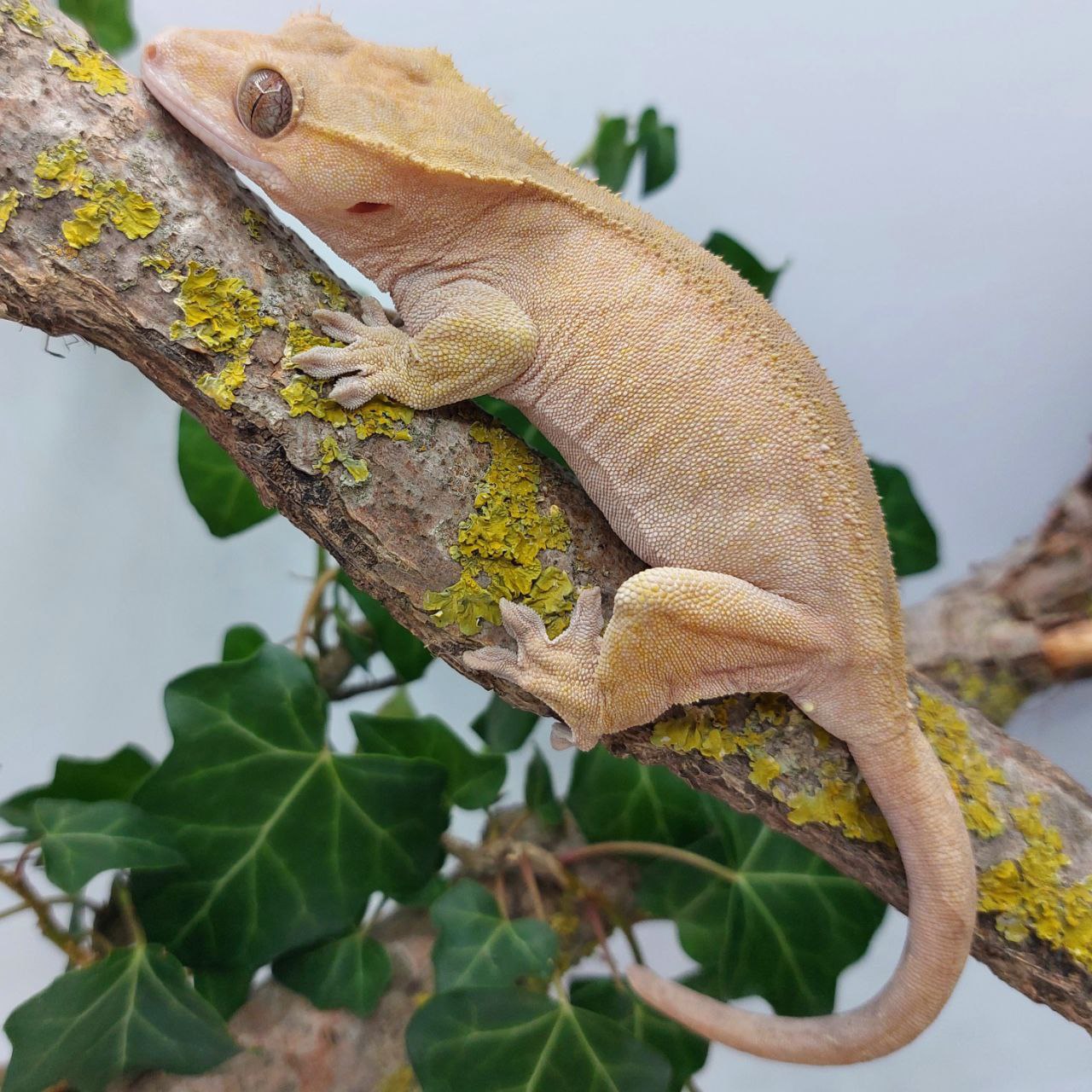Gecko Crestado - Correlophus ciliatus - Reptilur