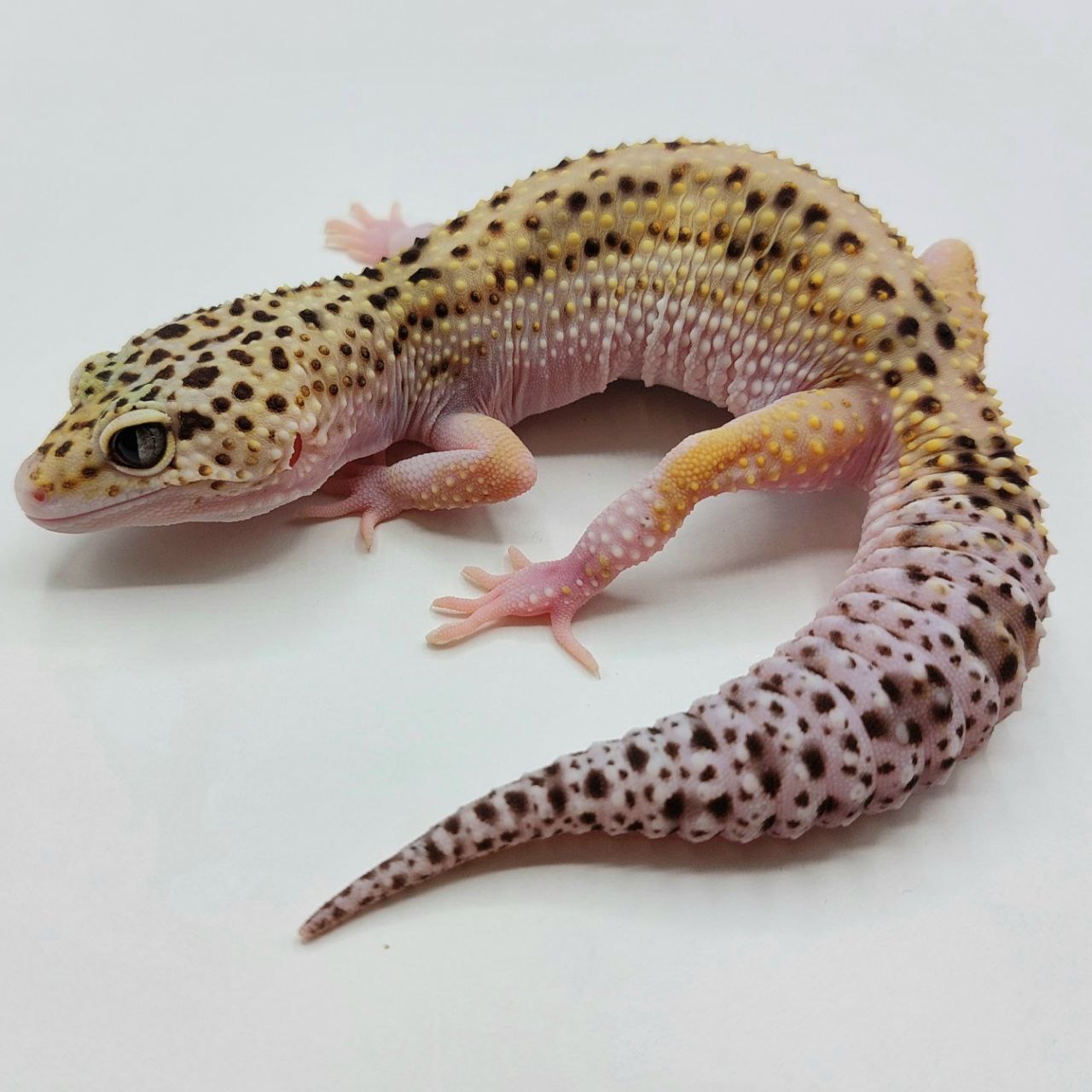 Gecko Leopardo - Eublepharis macularius - Reptilur