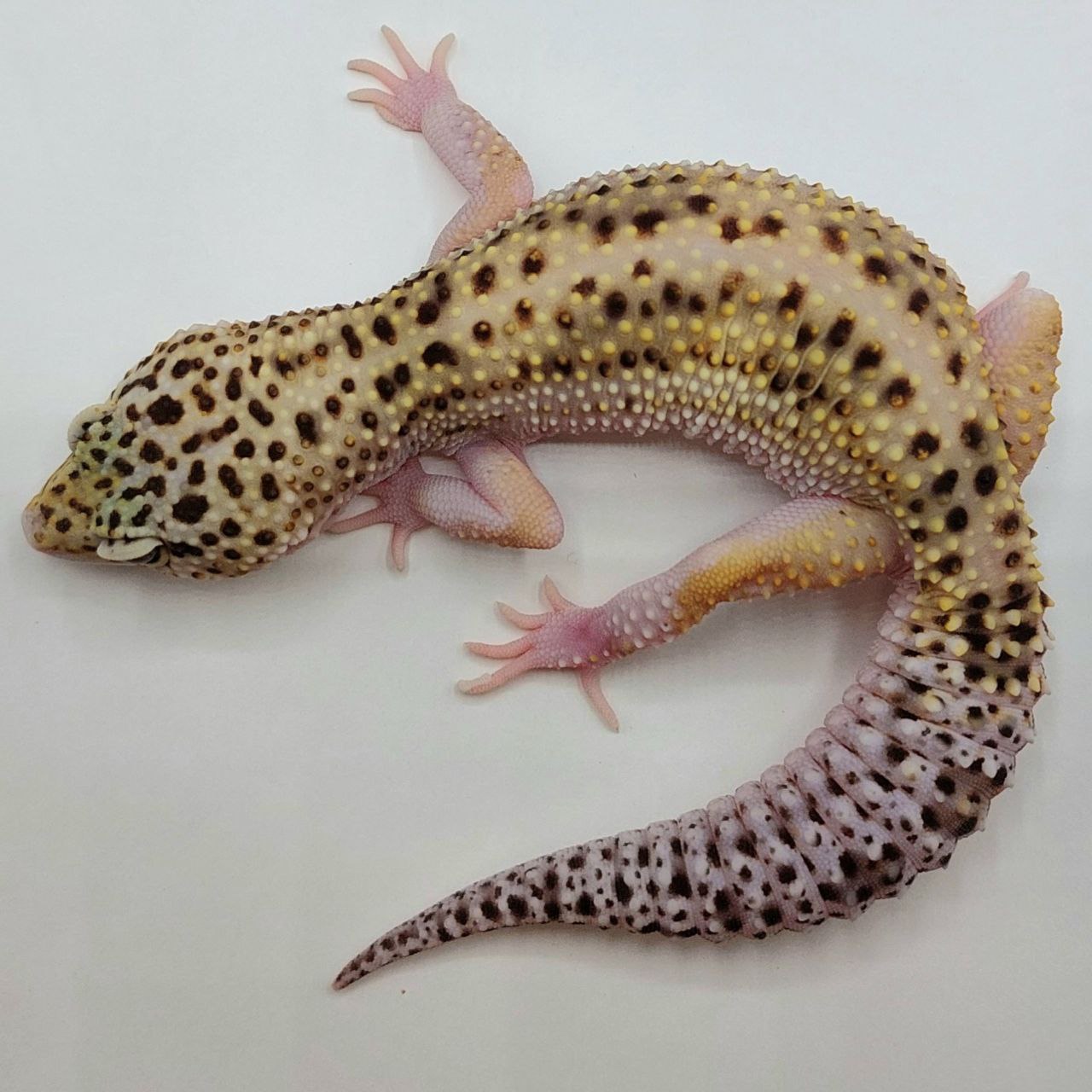 Gecko Leopardo - Eublepharis macularius - Reptilur
