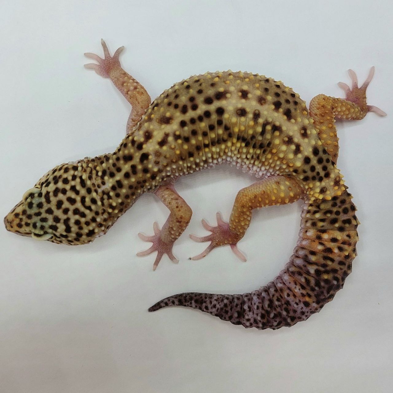 Gecko Leopardo - Eublepharis macularius - Reptilur