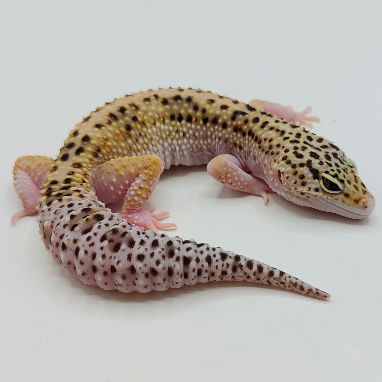 Gecko Leopardo - Eublepharis macularius - Reptilur