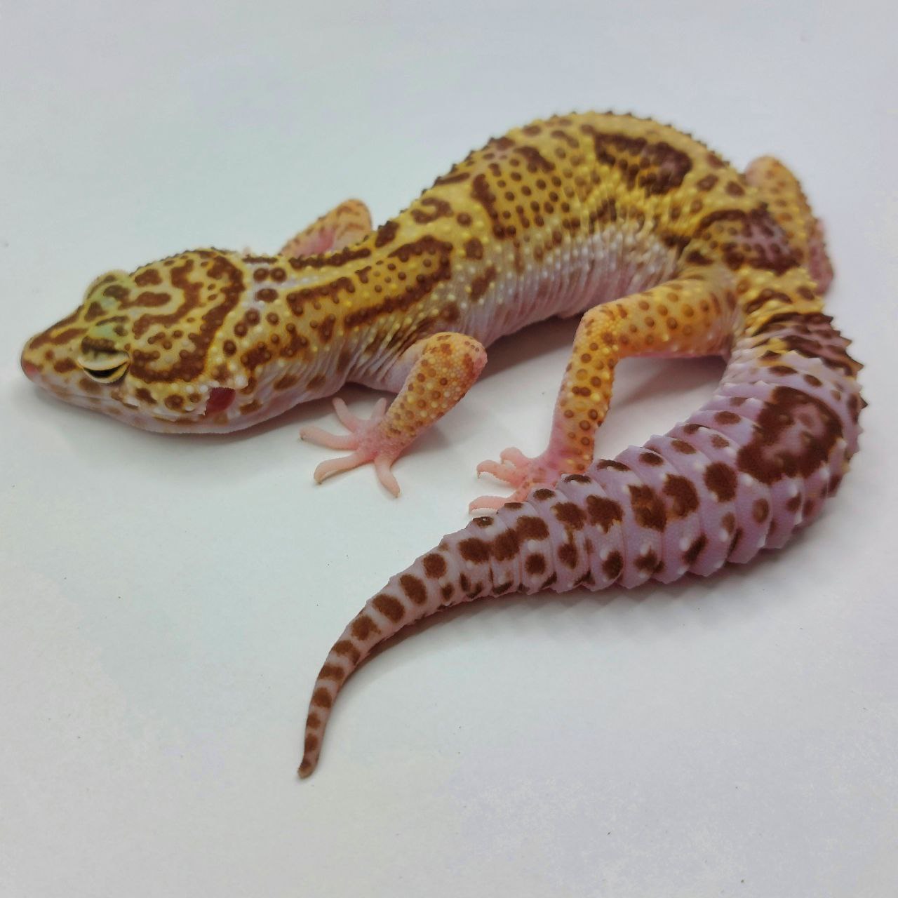 Eublepharis macularius - Mack Snow RAPTOR het. Mack Super Snow - Reptilur