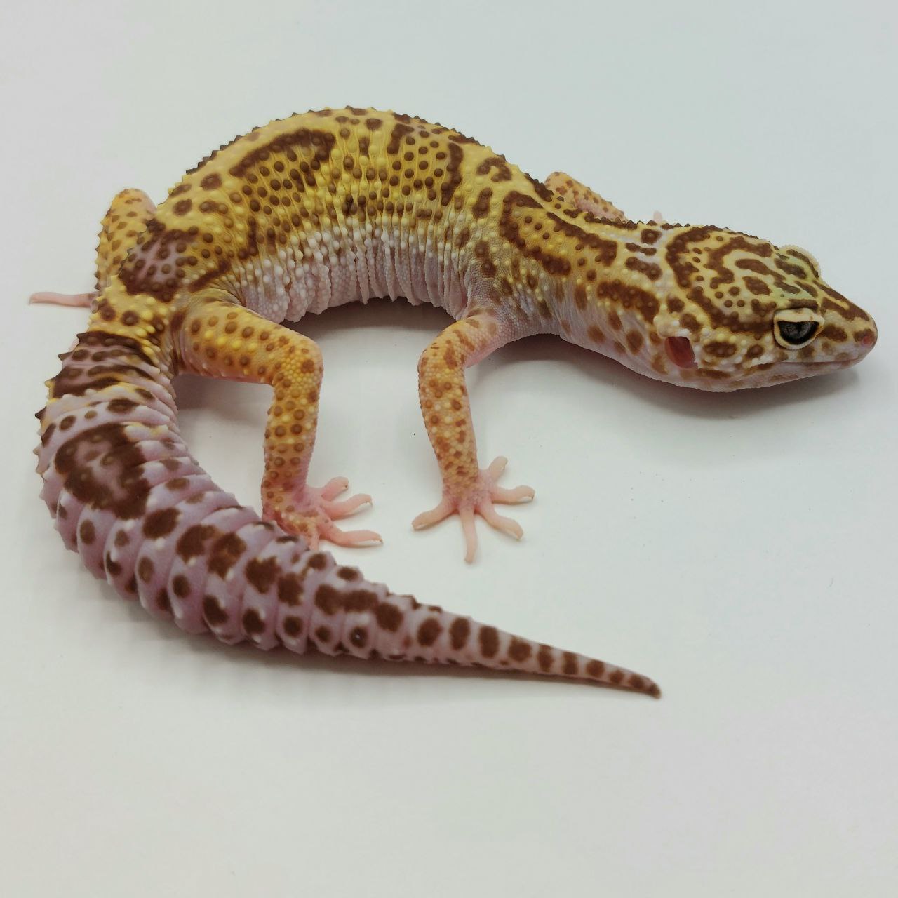 Eublepharis macularius - Mack Snow RAPTOR het. Mack Super Snow - Reptilur