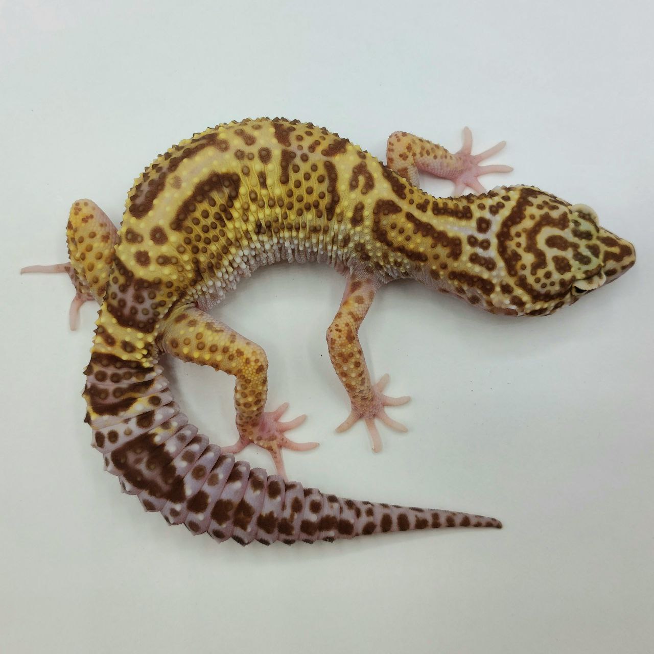 Eublepharis macularius - Mack Snow RAPTOR het. Mack Super Snow - Reptilur