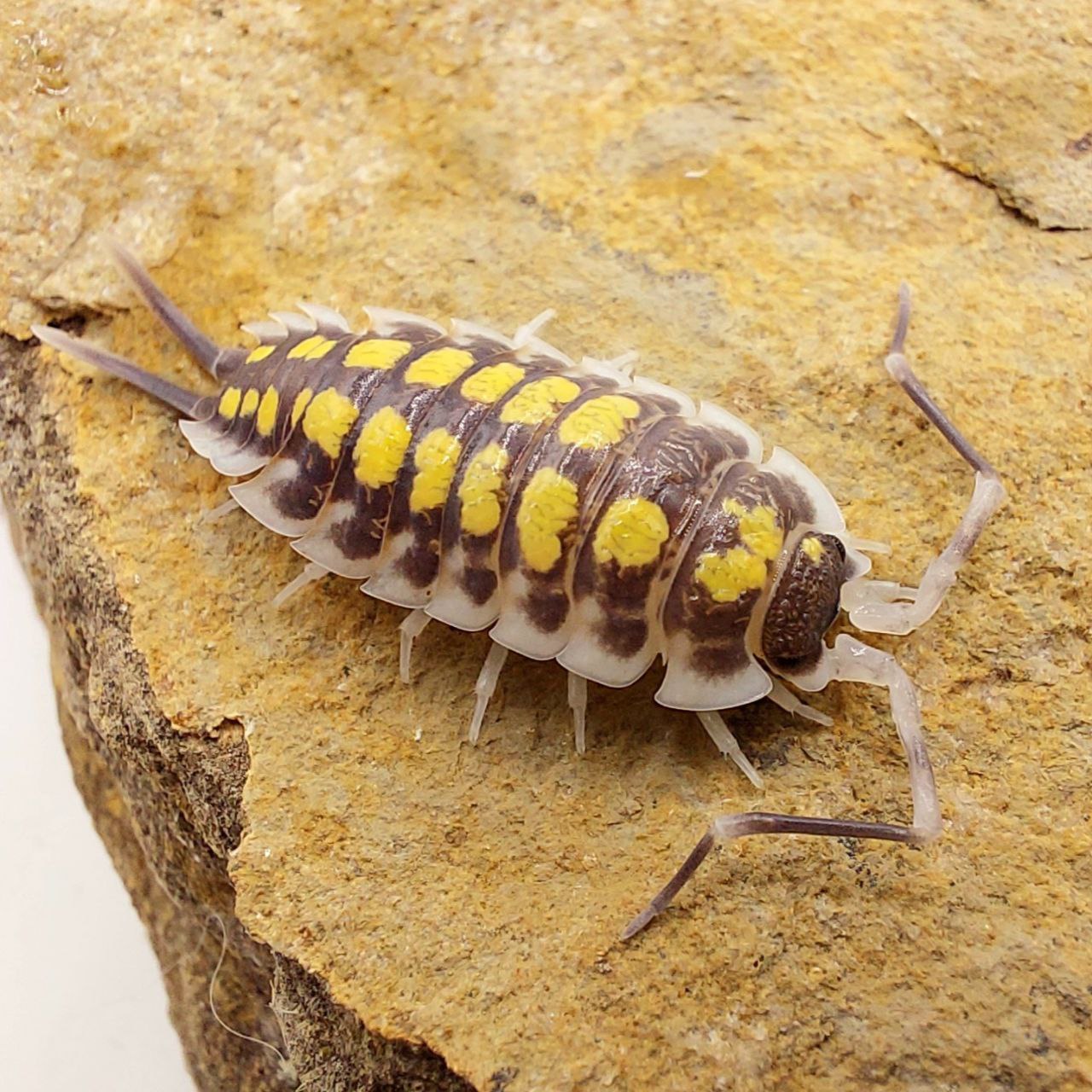 Porcellio haasi (x15u.) - Reptilur