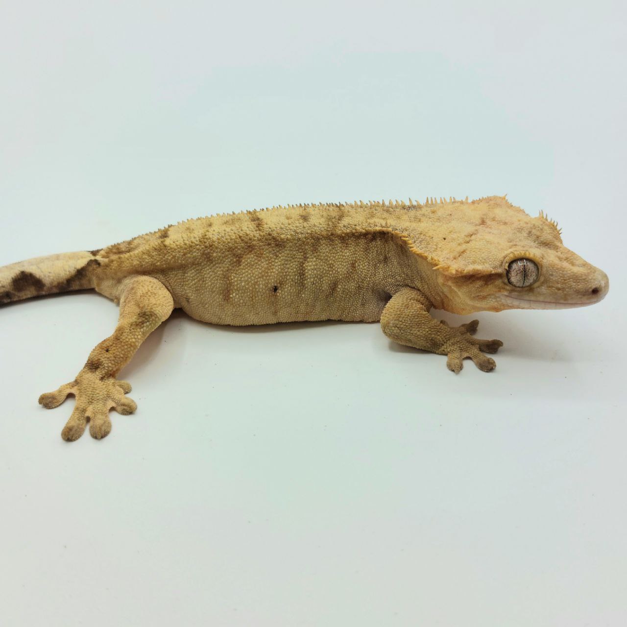 Gecko Crestado - Correlophus ciliatus - Reptilur