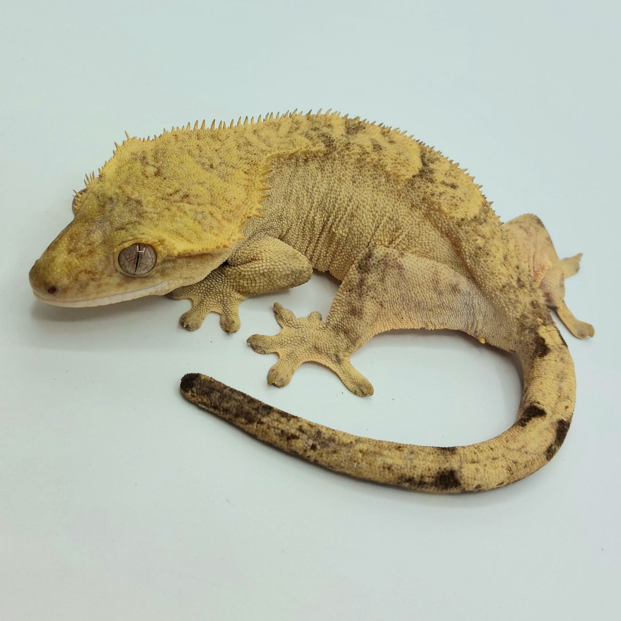 Gecko Crestado - Correlophus ciliatus - Reptilur