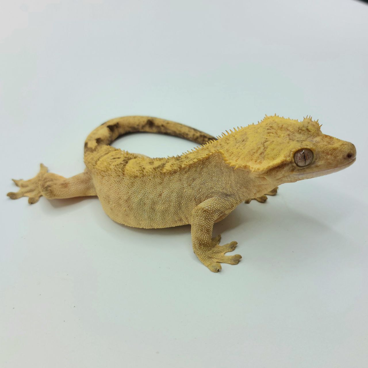 Gecko Crestado - Correlophus ciliatus - Reptilur