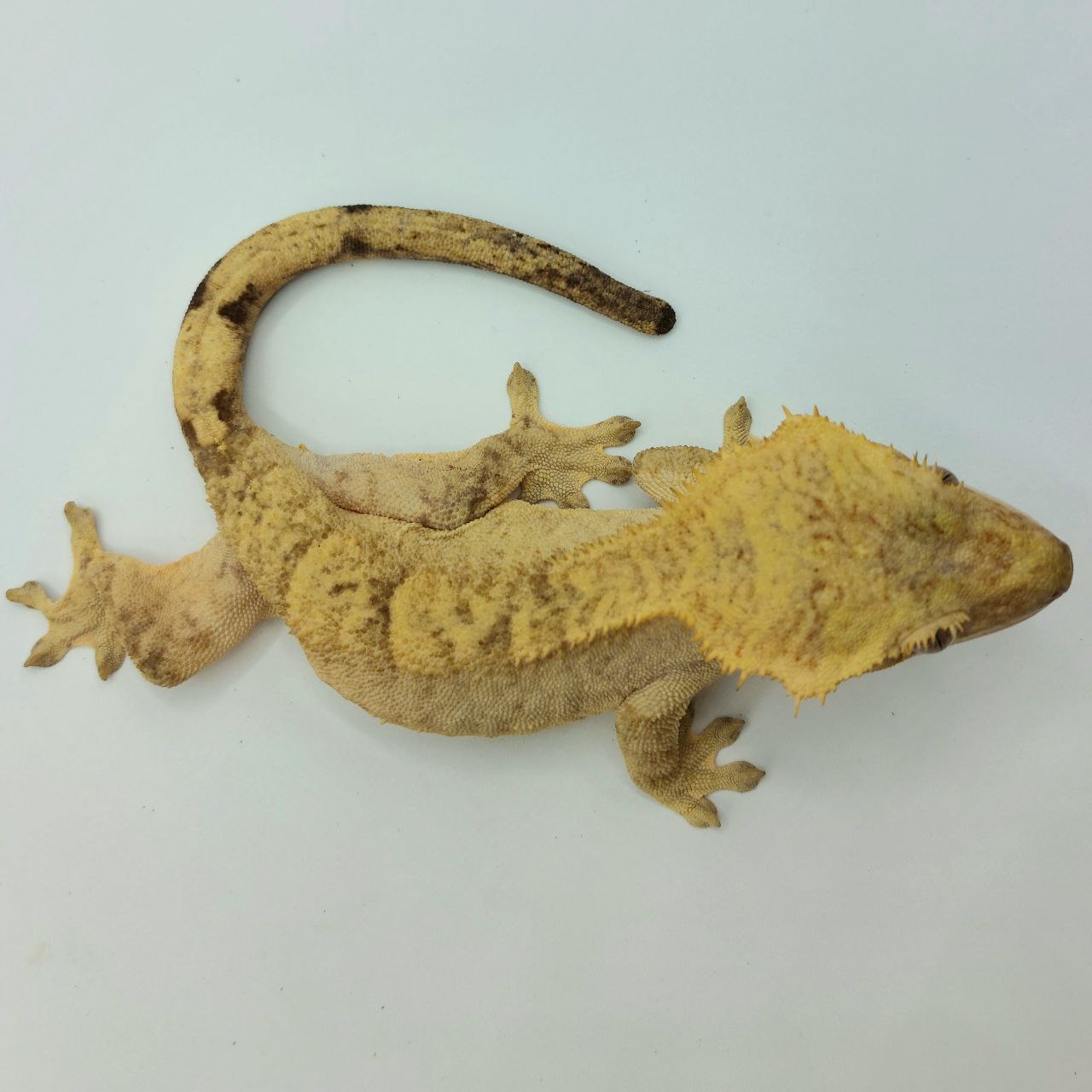 Gecko Crestado - Correlophus ciliatus - Reptilur