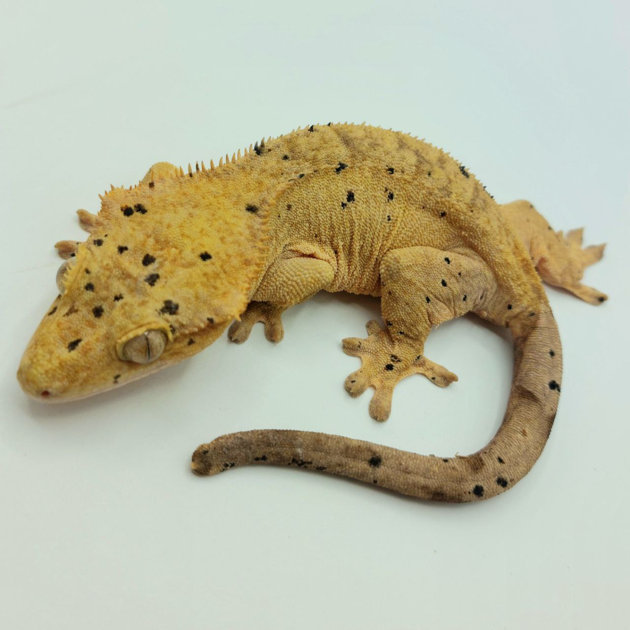 Gecko Crestado - Correlophus ciliatus - Reptilur