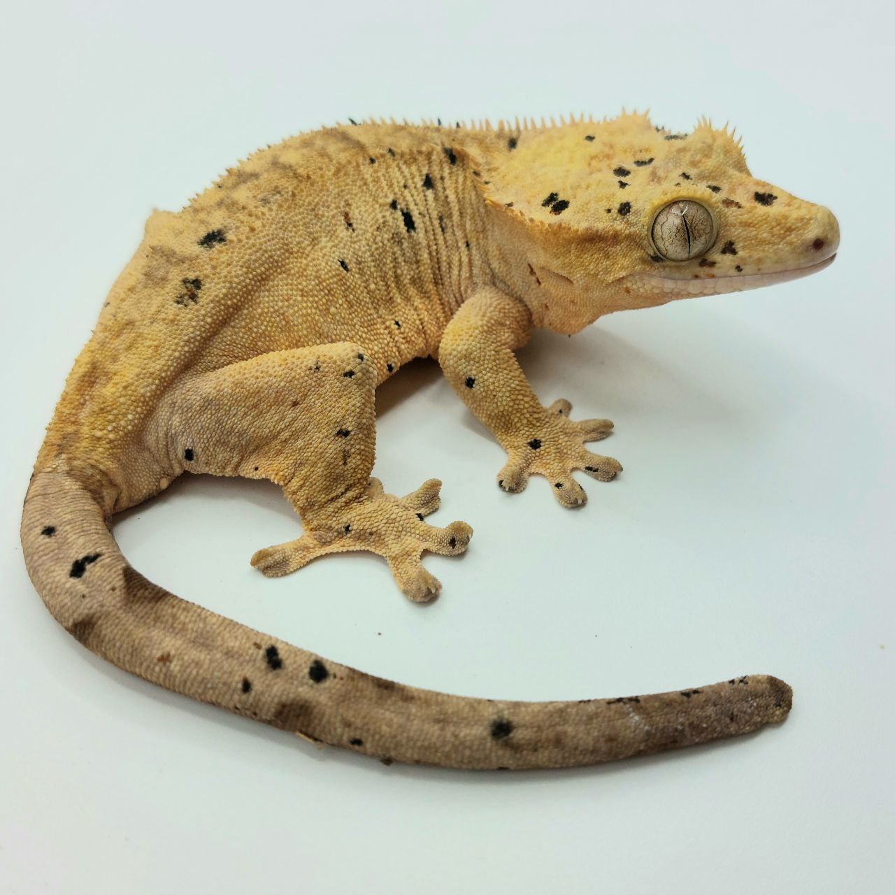 Gecko Crestado - Correlophus ciliatus - Reptilur